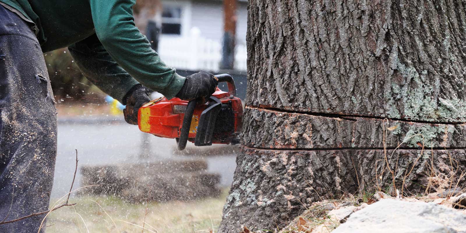 Logging Is The Most Dangerous Civilian Occupation — Workers ...